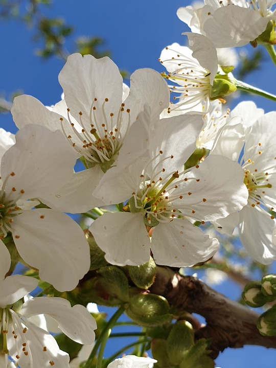 Flower Blumen - Kostenloses Foto auf Pixabay - Pixabay