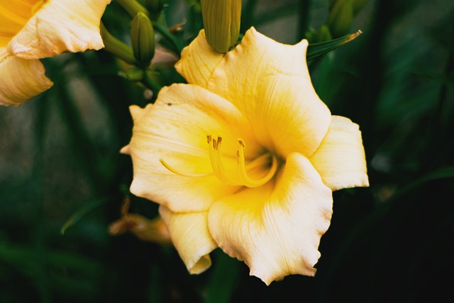 Flower Blossom Plant - Free photo on Pixabay