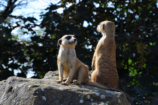 Suricata Animales Zoológico - Foto gratis en Pixabay - Pixabay