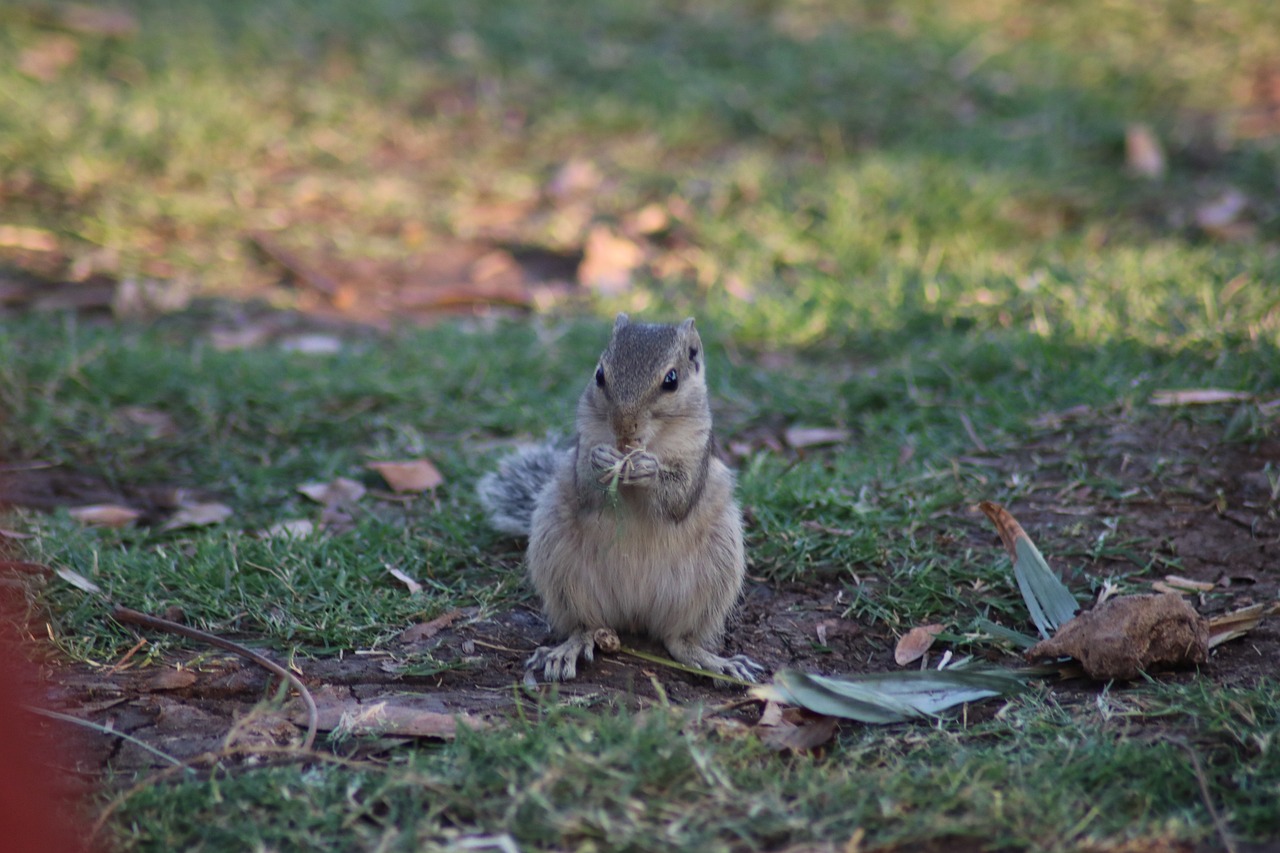 Chipmunk Squirrel Rodent - Free photo on Pixabay - Pixabay