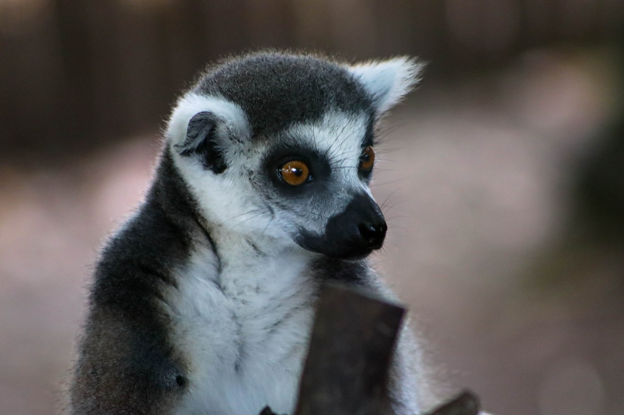 Lemur Säugetier Tier - Kostenloses Foto auf Pixabay - Pixabay