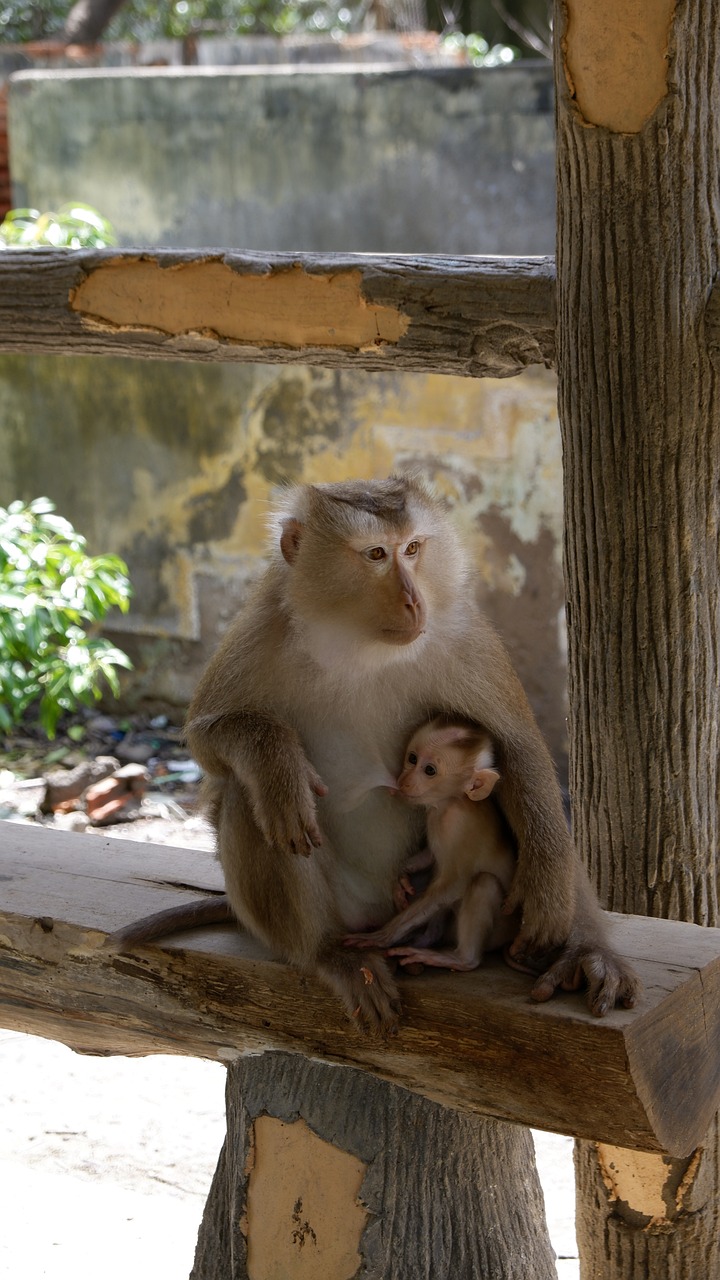 Monkey Primate Animal - Free photo on Pixabay - Pixabay