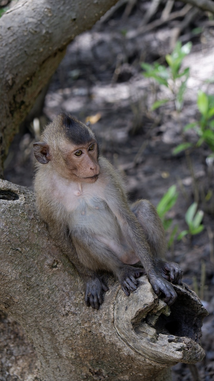 50000+ Three Wise Monkeys Pose & ảnh Thiên Nhiên miễn phí - Pixabay
