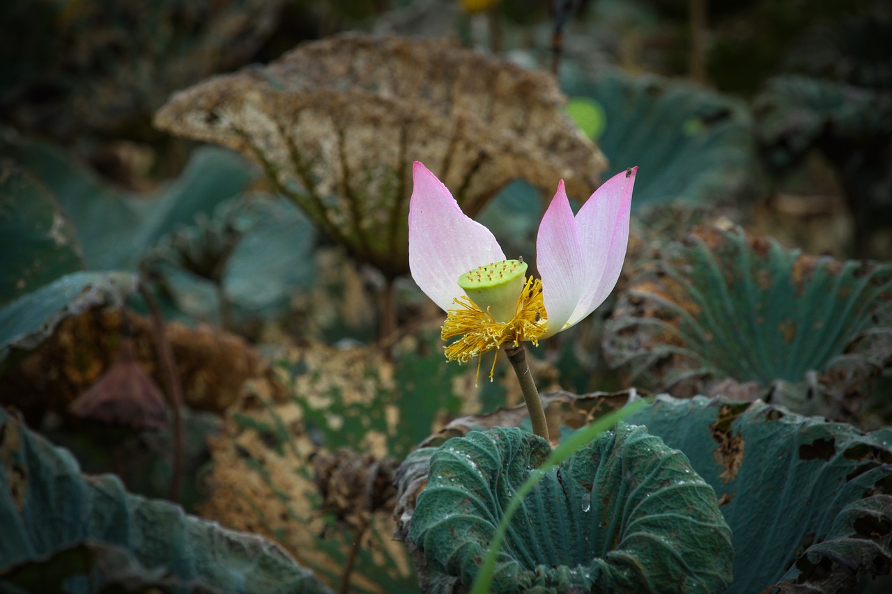 English Lotus End Of Season Petals - Free photo on Pixabay