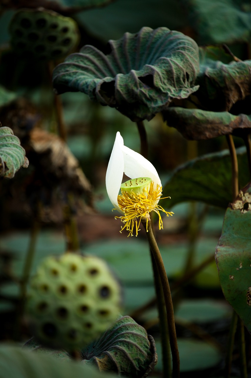 English Lotus Petals Flowers - Free photo on Pixabay - Pixabay
