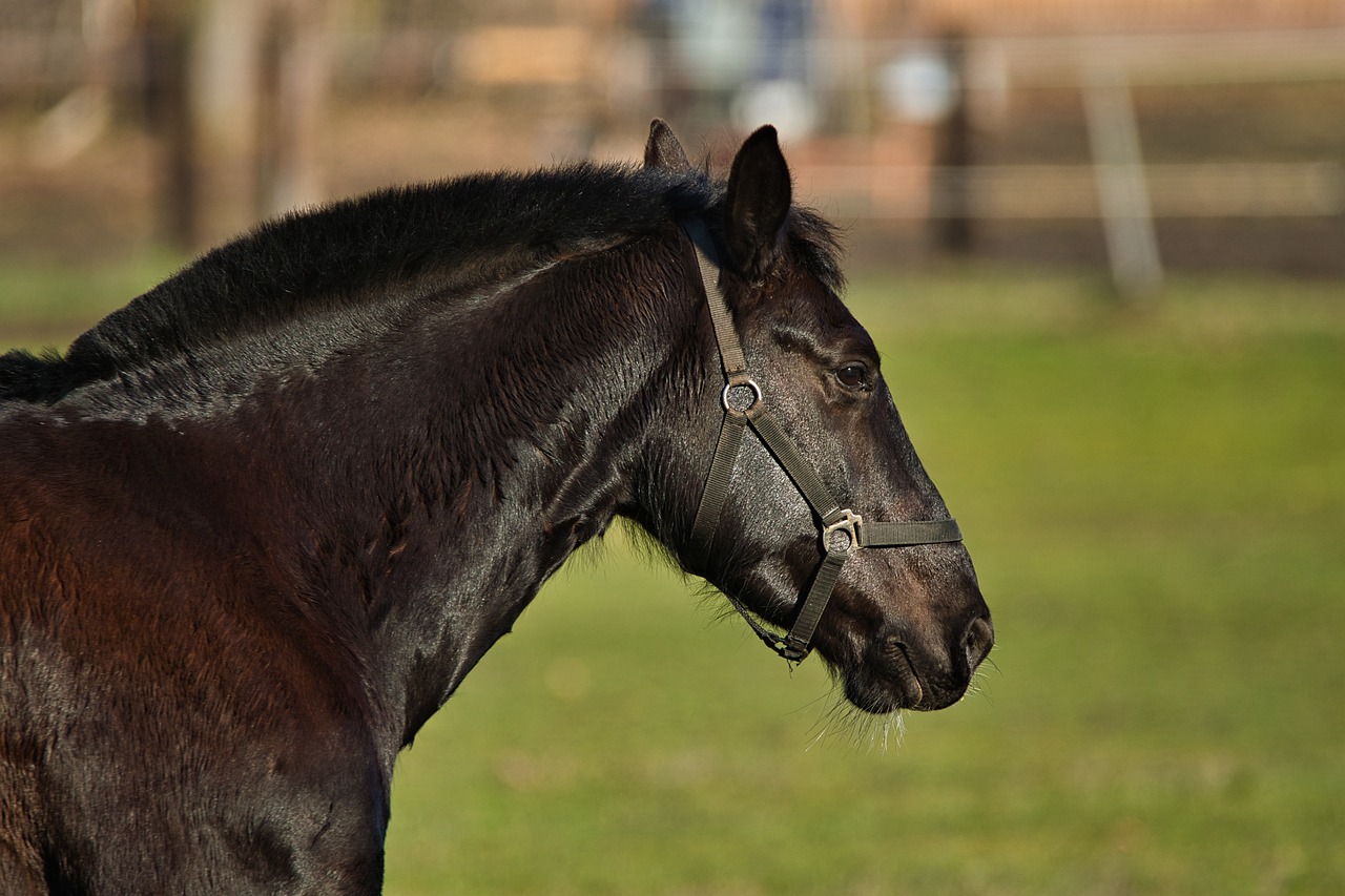 Cheval Pferdeportrait Le Noir - Photo gratuite sur Pixabay - Pixabay