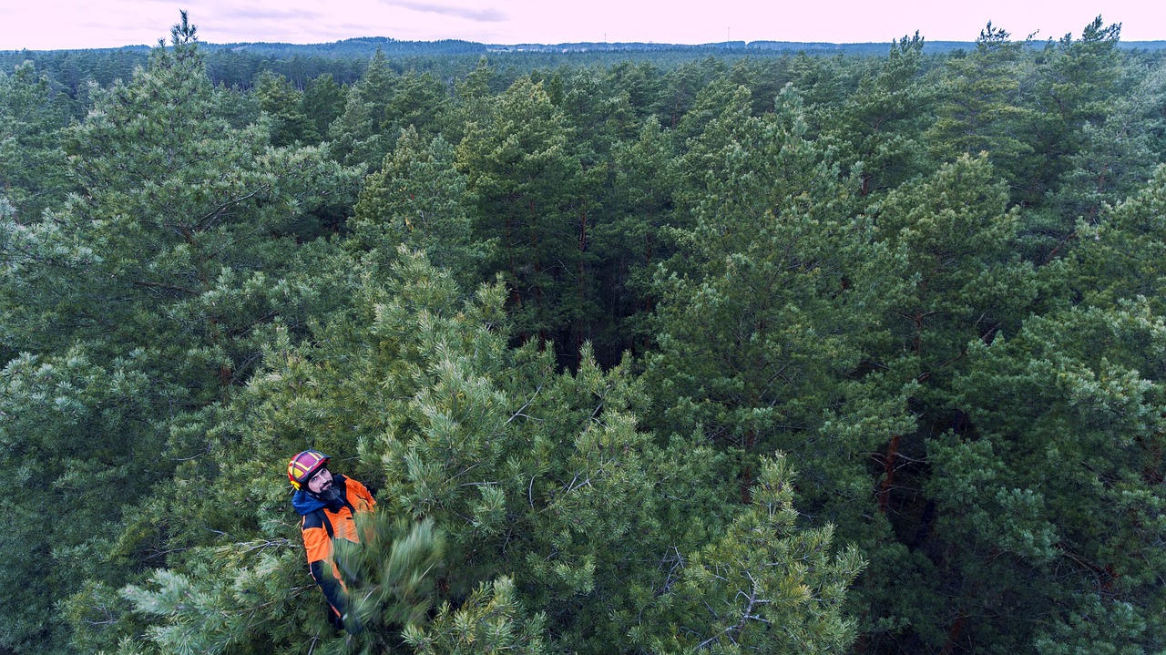 Man Trees Forest - Free photo on Pixabay