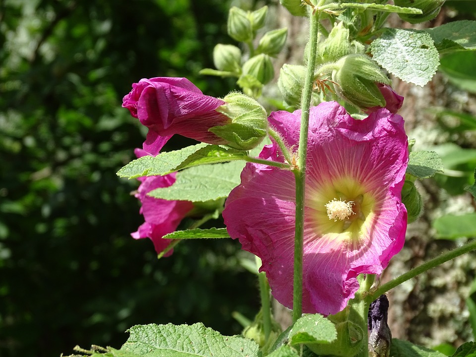 Alcea Rosea - Gratis foto på Pixabay - Pixabay