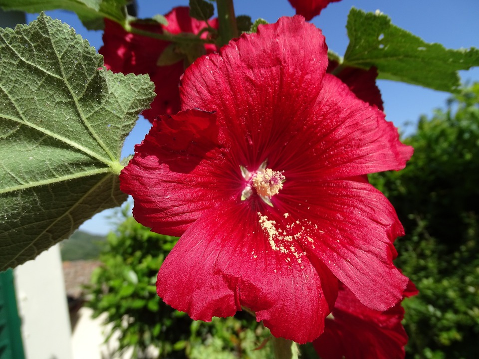 Alcea Rosea - Ingyenes fotó a Pixabay-en - Pixabay