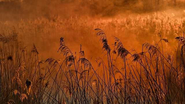 Morning Mist Reed Dew - Free photo on Pixabay