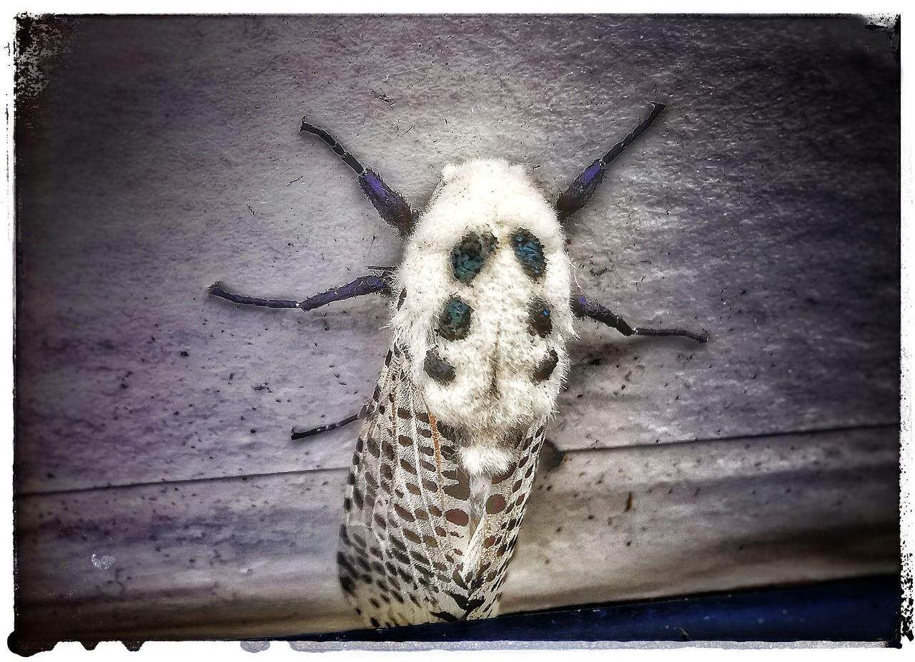 Butterfly Moth Motte - Free photo on Pixabay