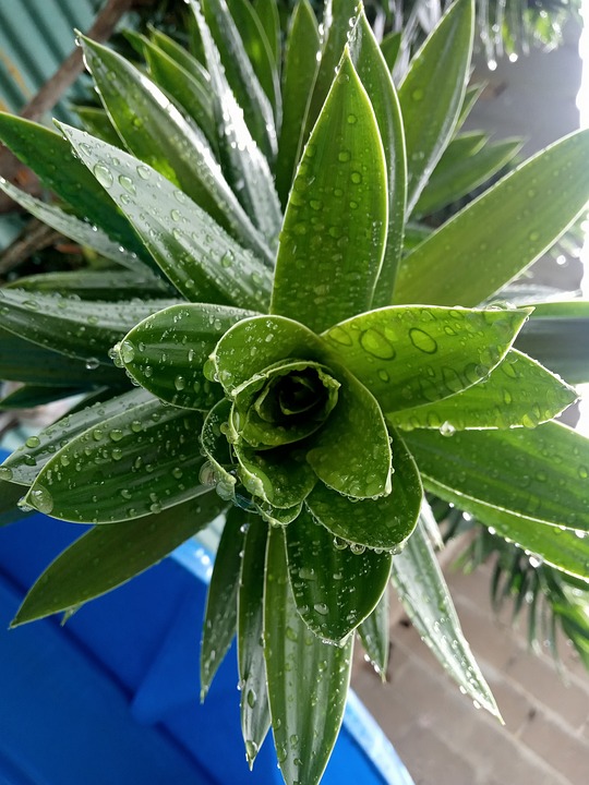 Planta Sale De Rocío - Foto gratis en Pixabay - Pixabay