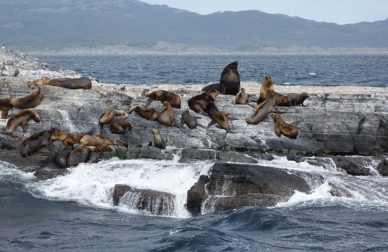 Leones Marinos Costa Rocas Canal - Foto gratis en Pixabay - Pixabay