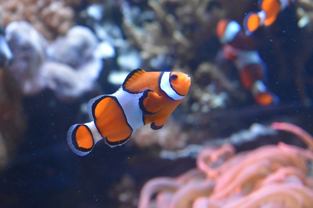 Plus de 400 photos gratuites de Clown et de Poisson Clown - Pixabay