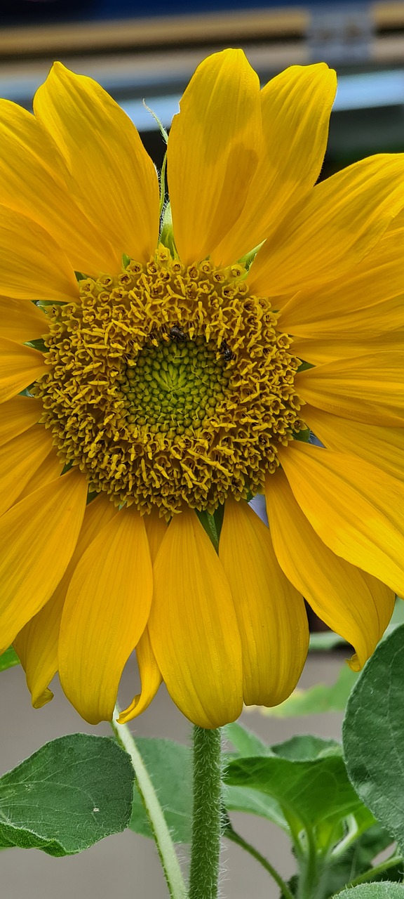 Flower Yellow Sunflower - Free photo on Pixabay - Pixabay