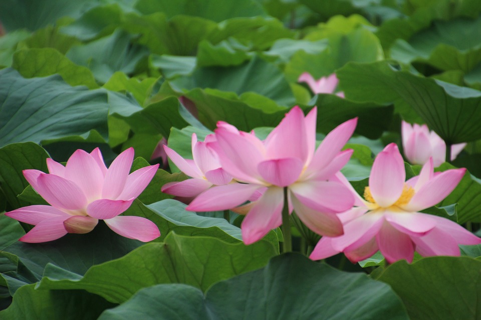 Lotus Flowers Petals - Free photo on Pixabay