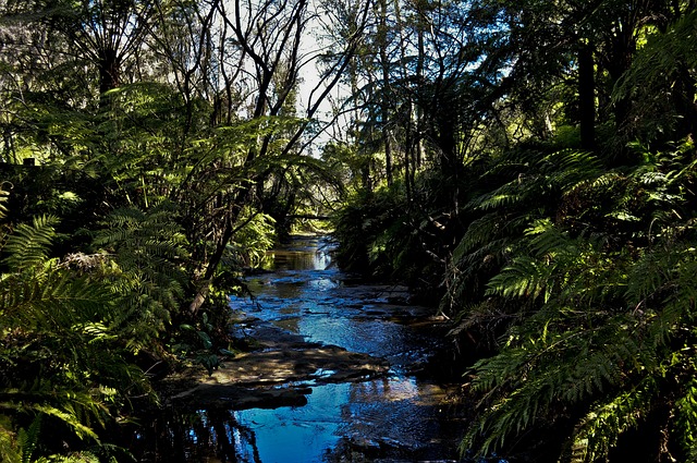 Creek River Trees - Free photo on Pixabay - Pixabay