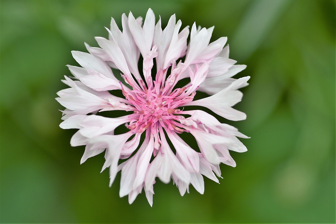Bunga Kelopak Daun-Daun - Foto gratis di Pixabay - Pixabay