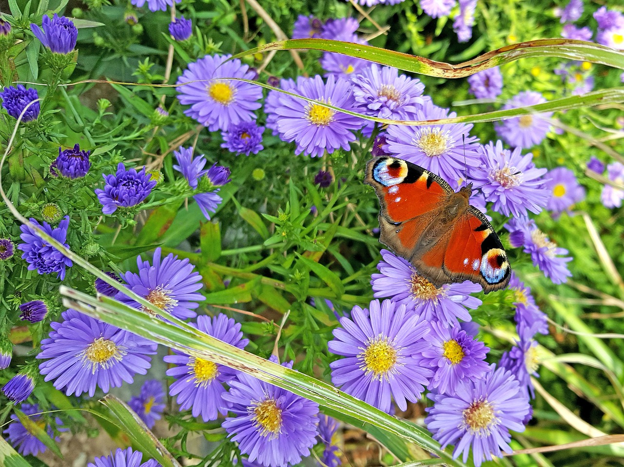 Papillon Oeil De Renard Aster - Photo gratuite sur Pixabay - Pixabay