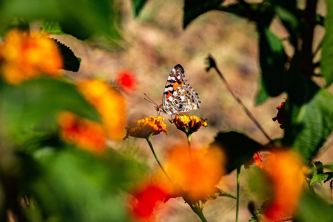 Butterfly Flower Nature - Free photo on Pixabay - Pixabay