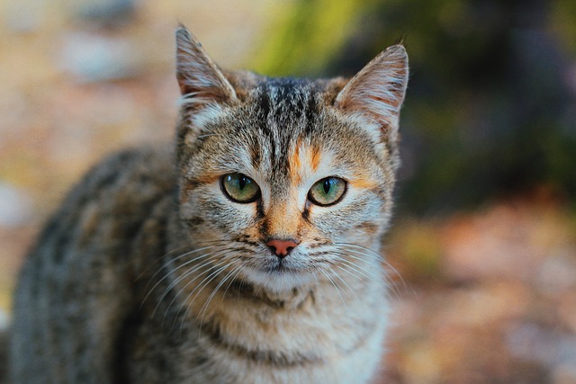 Kucing Peliharaan Licik Di Luar - Foto gratis di Pixabay - Pixabay