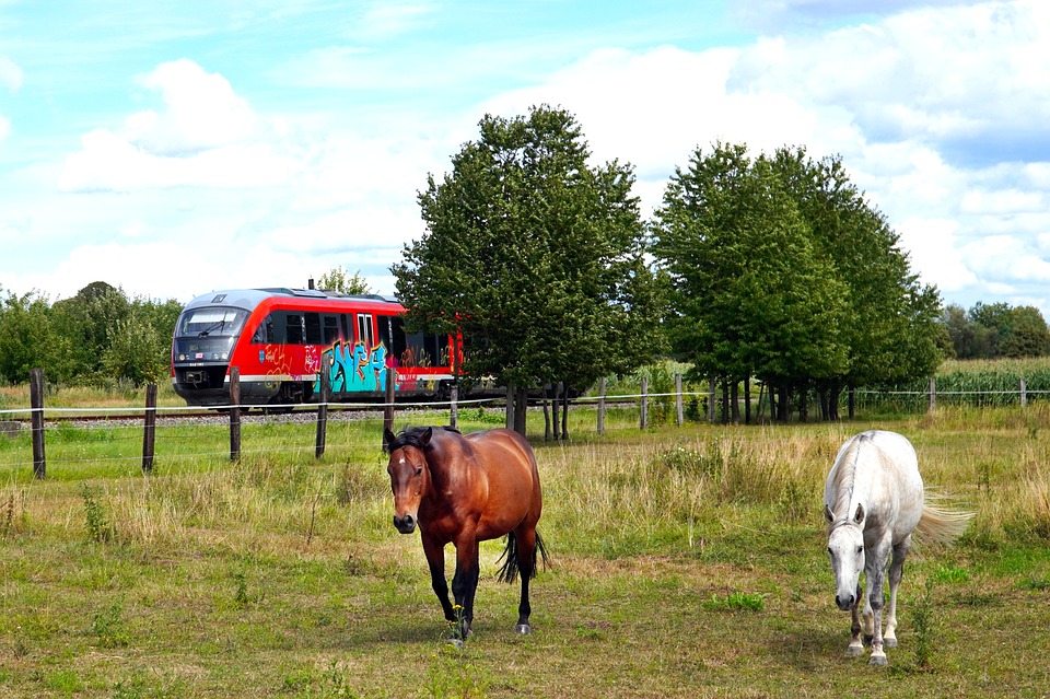 Horses Equine Train - Free photo on Pixabay - Pixabay