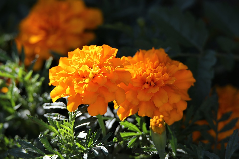 Flowers Orange Tagettes Blooming - Free photo on Pixabay
