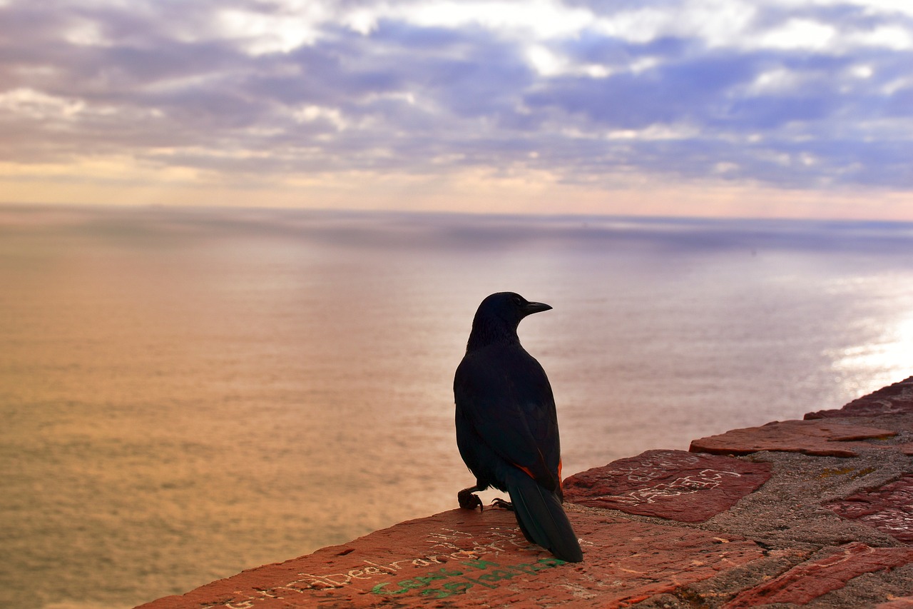 Bird Sea Ocean - Free photo on Pixabay