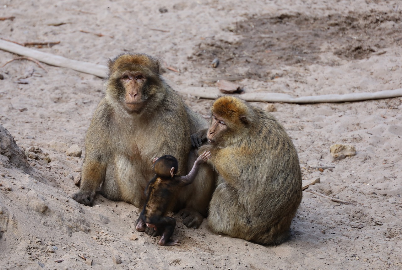 Affe Primas Tiere - Kostenloses Foto auf Pixabay - Pixabay