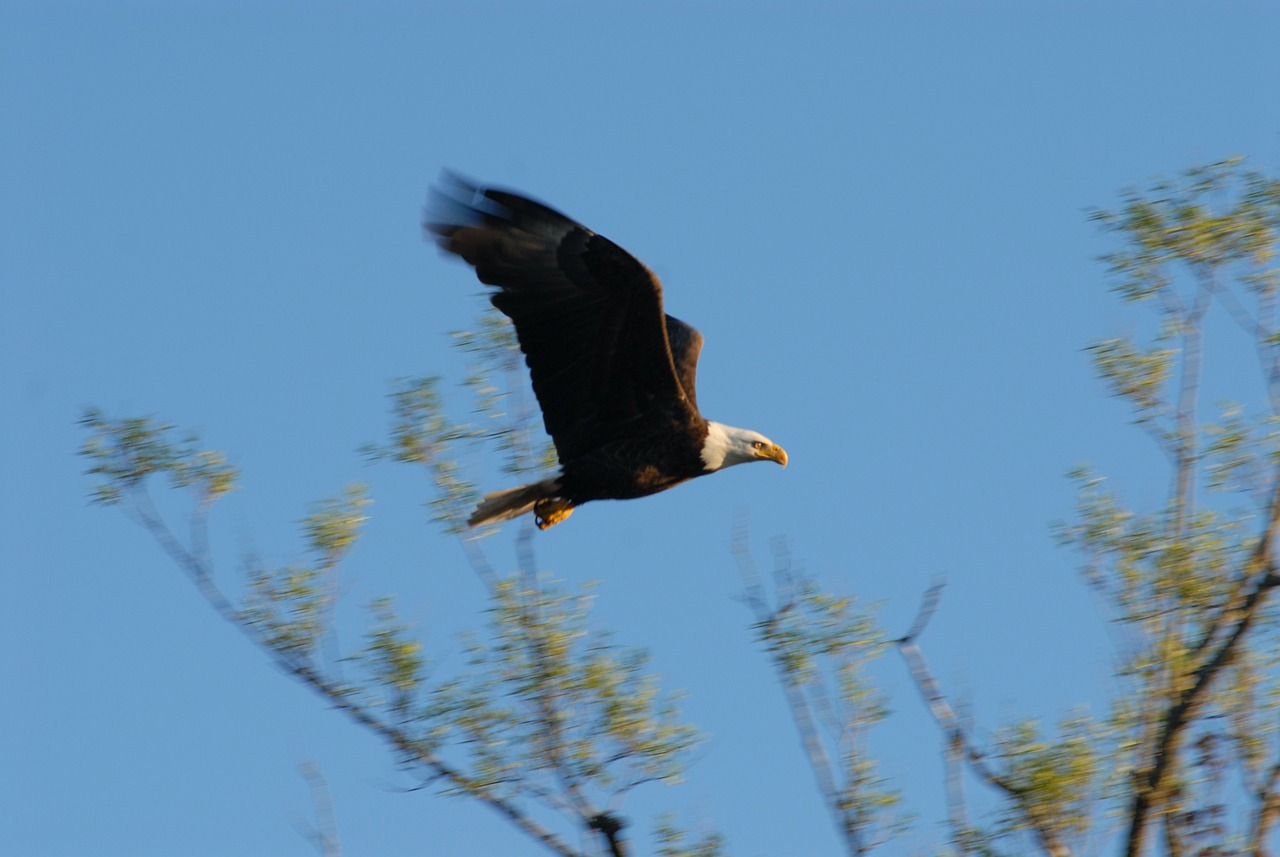 Pájaro Águila Calva - Foto gratis en Pixabay - Pixabay