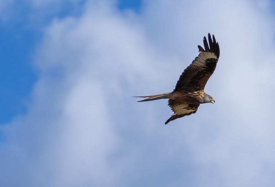 Red Kite Bird Animal - Free photo on Pixabay - Pixabay