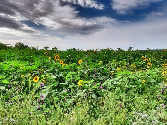 Erfurt Sonnenblumen Blumenfelder - Kostenloses Foto auf Pixabay - Pixabay