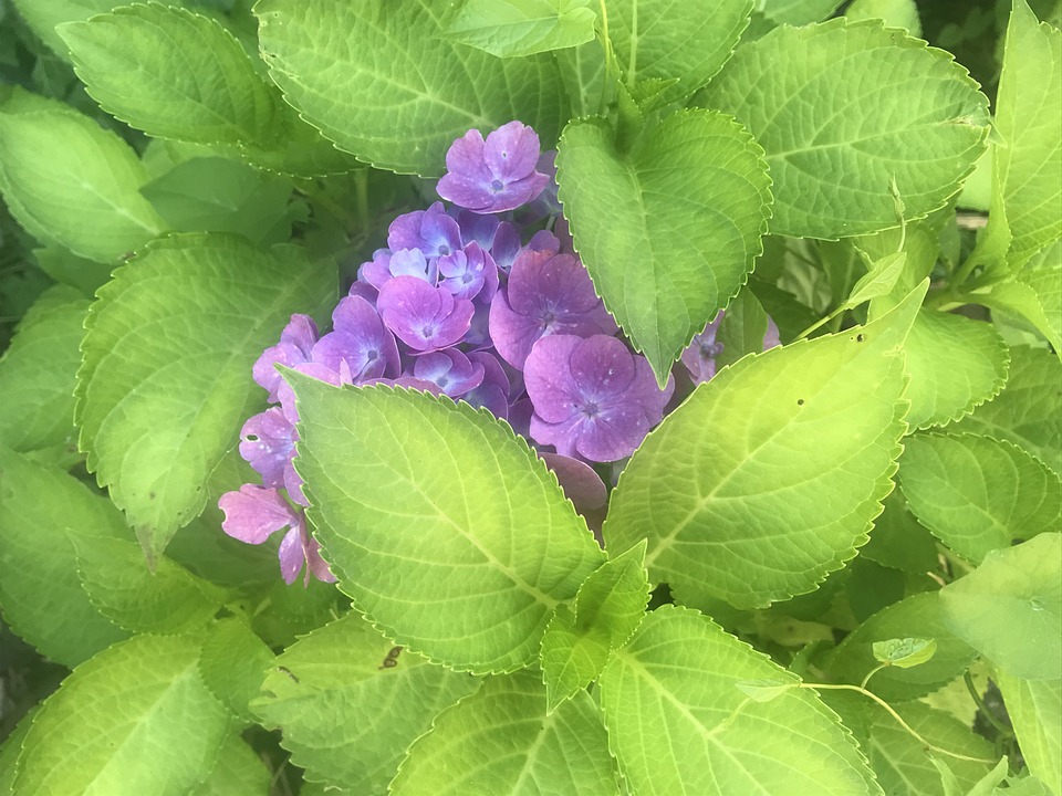 Hydrangea Bunga Taman Musim - Foto gratis di Pixabay - Pixabay