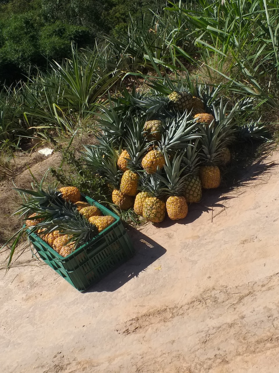 Piñas Fruta - Foto gratis en Pixabay - Pixabay