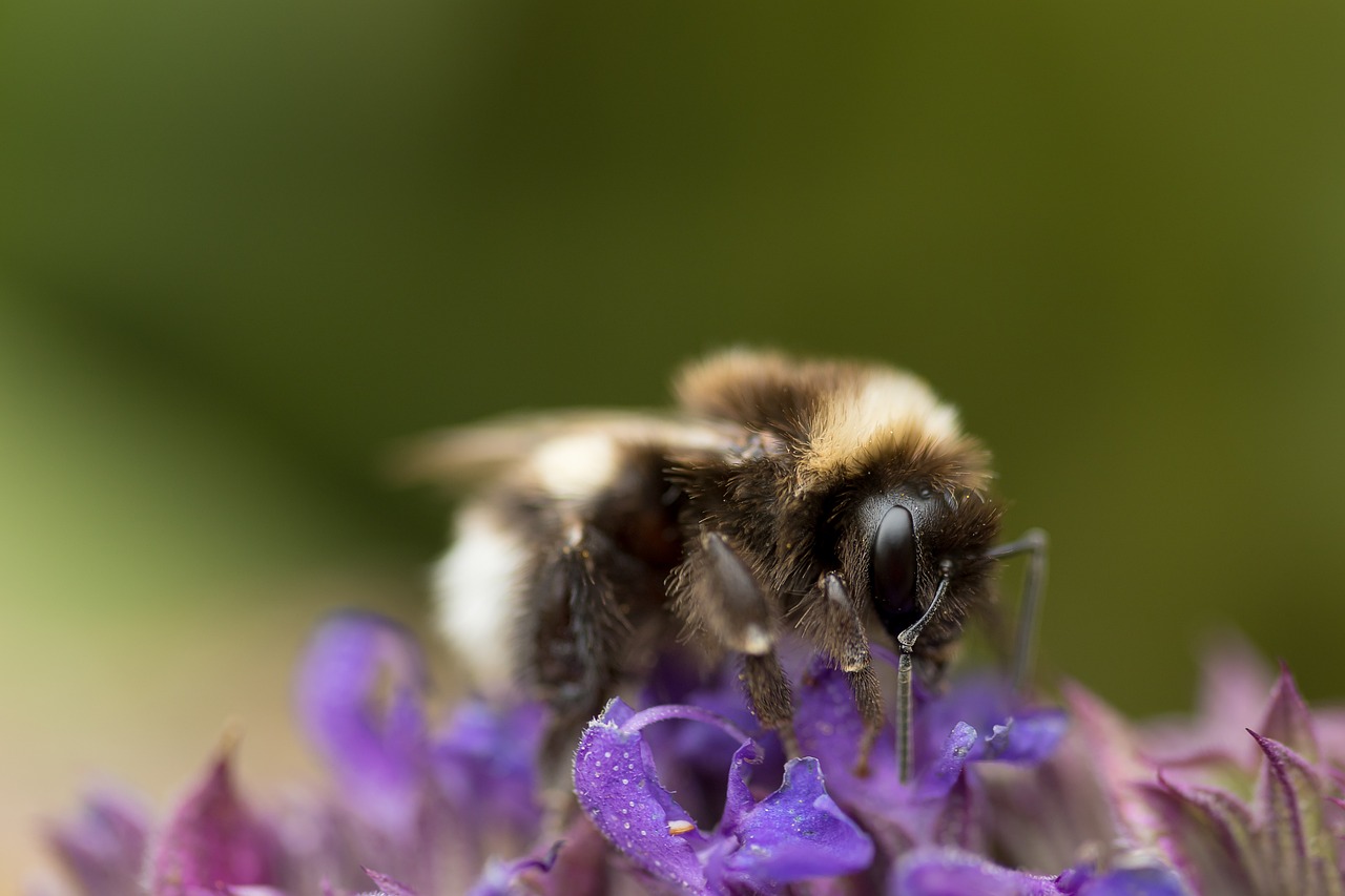 100+ Free Hummel Bommel & Hummel Images - Pixabay