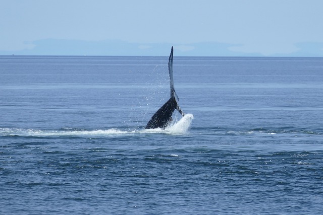 Baleine Canada Mer - Photo gratuite sur Pixabay