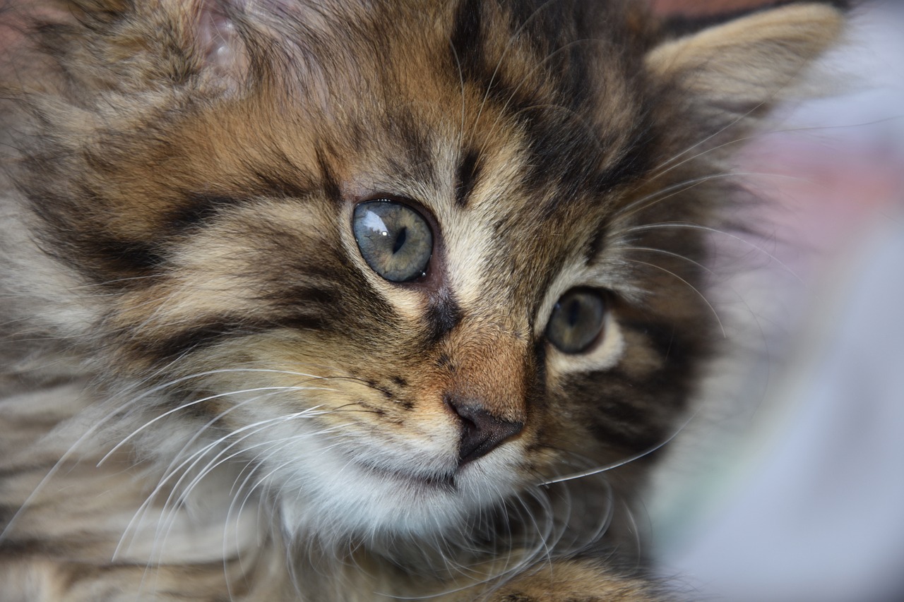 Cat Kitten Baby - Free photo on Pixabay
