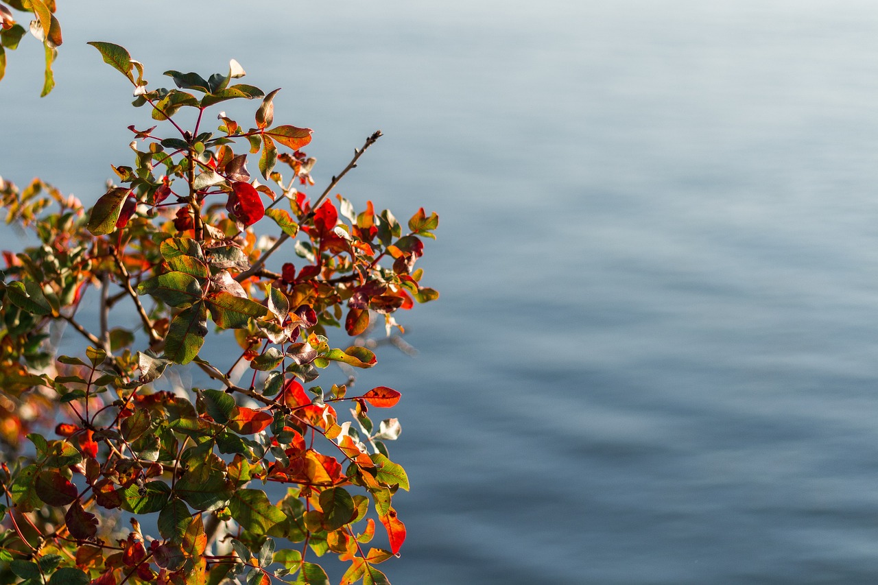 Sea Water Leaves - Free photo on Pixabay