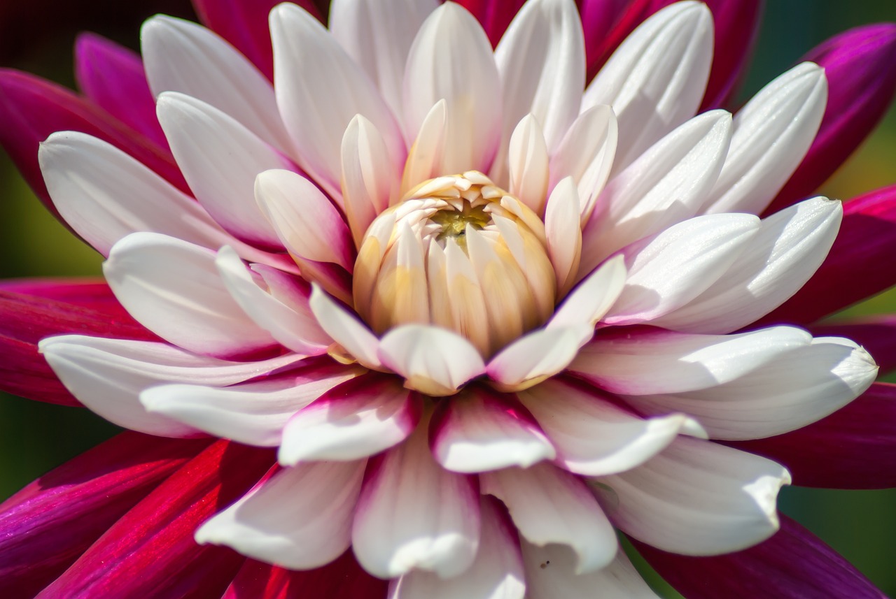 Dahlia Bunga Kelopak - Foto gratis di Pixabay - Pixabay