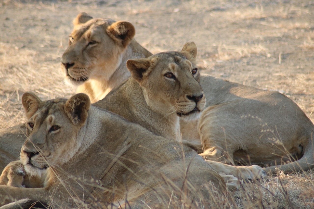 Lions Asiatic Lion Wildlife - Free photo on Pixabay