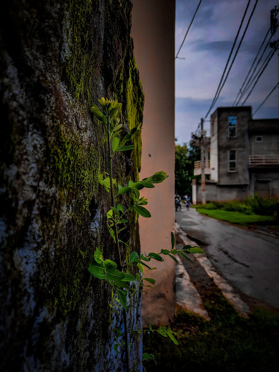 Plantelor Frunze Verde - Fotografie gratuită pe Pixabay - Pixabay
