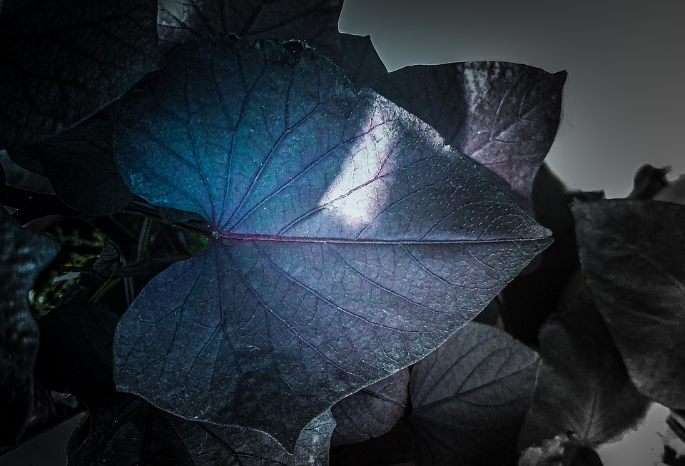 Plantelor Frunze Verde - Fotografie gratuită pe Pixabay - Pixabay