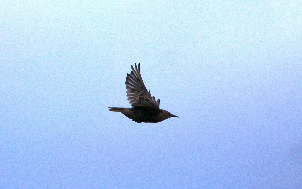 Star Sparrow Bird Nature - Free photo on Pixabay - Pixabay