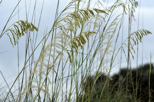 40+ Free Sea Oats & Nature Images - Pixabay