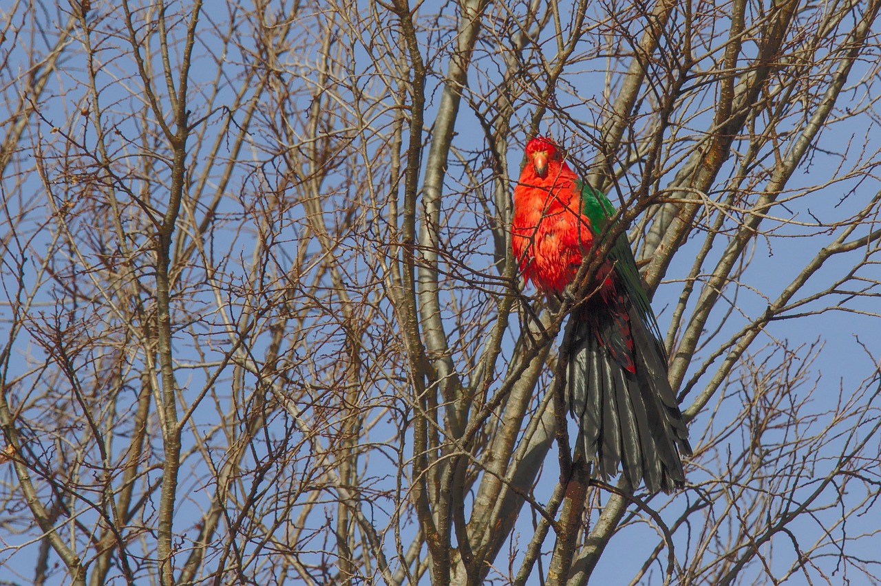30+ Free Australian King-Parrot & Parrot Images - Pixabay