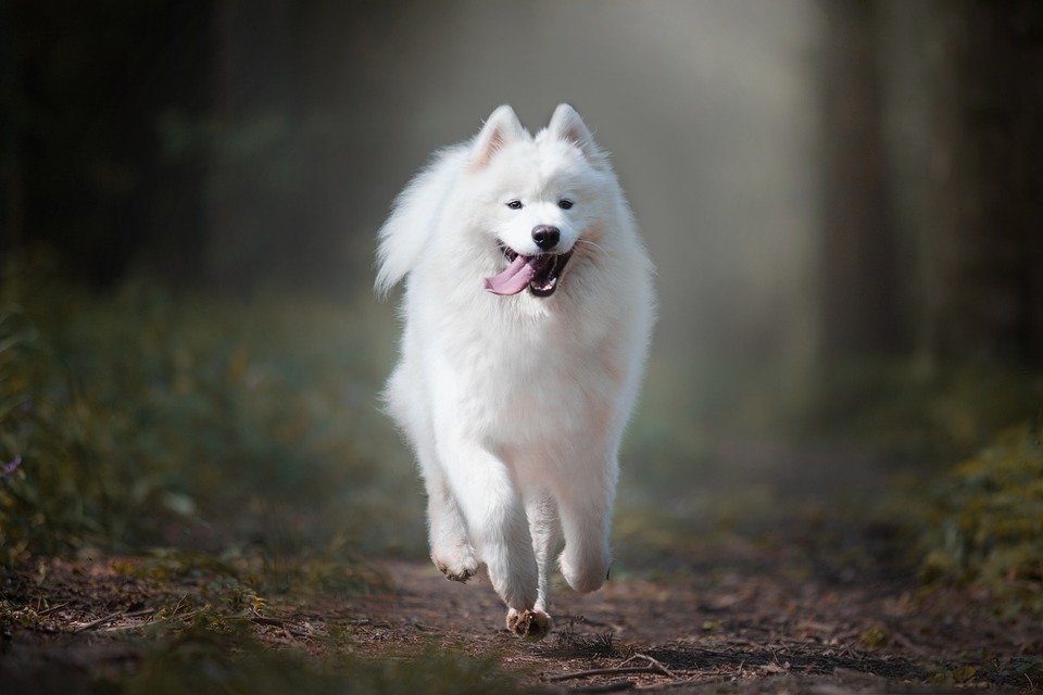 Dog Run - Free photo on Pixabay