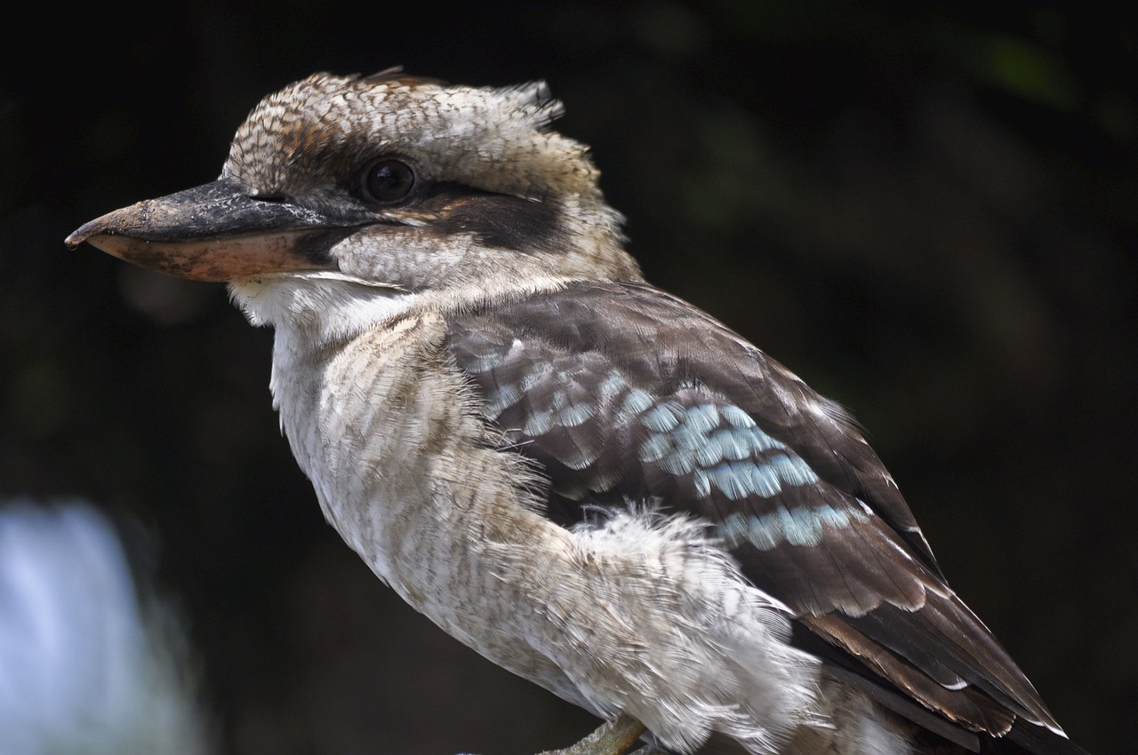 8,000+ Free Kookaburra Australia & Kookaburra Images - Pixabay