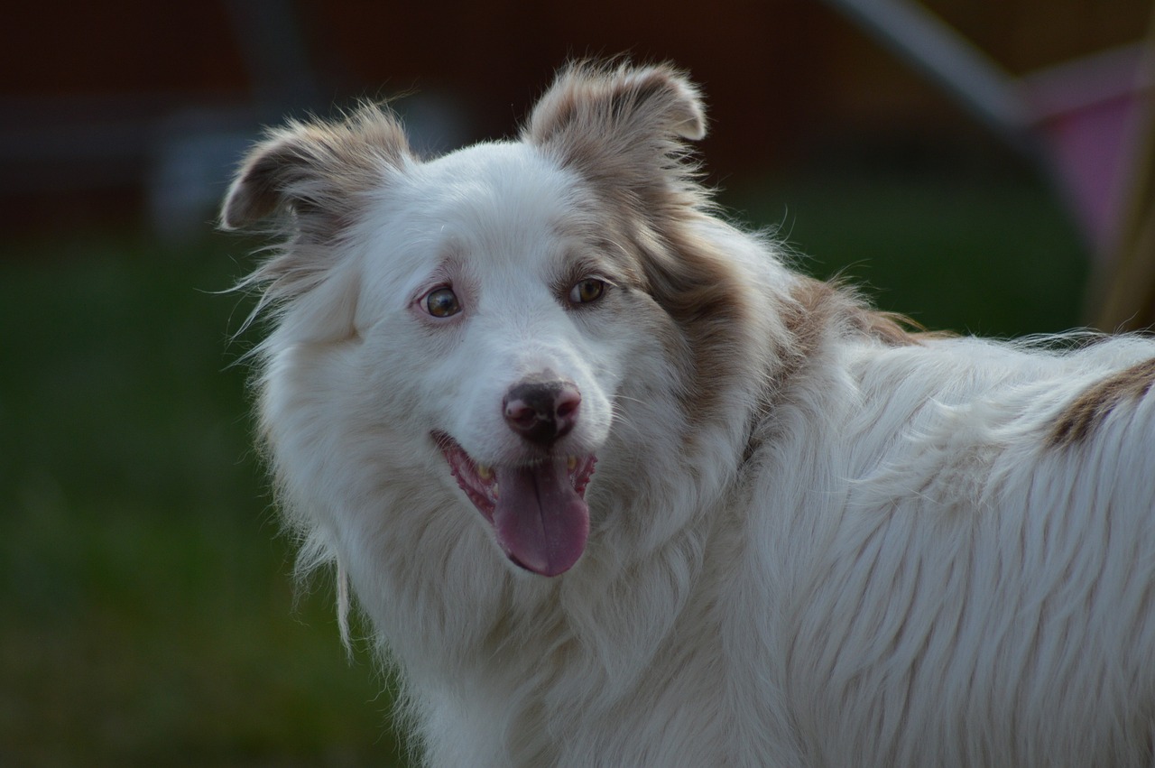 Chiens Mignonne Adorable - Photo gratuite sur Pixabay - Pixabay