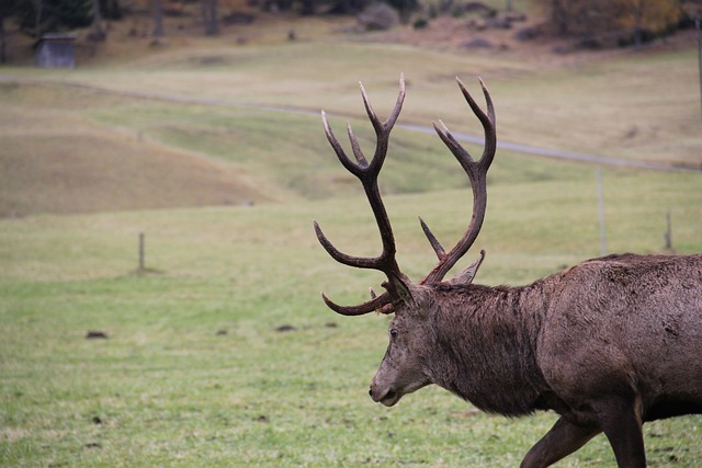 Page 3 - 70,000+ Free Wild Reindeer & Reindeer Images - Pixabay