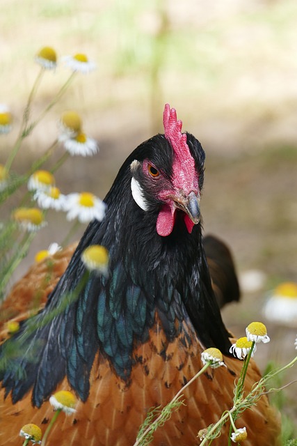Chicken Poultry Bill - Free photo on Pixabay